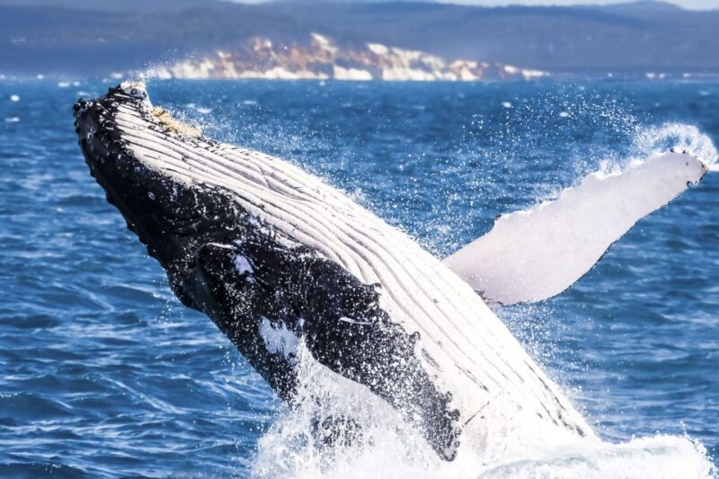 Brisbane: Whale Watching Cruise with Lunch - The Authenticity and Value of the Experience