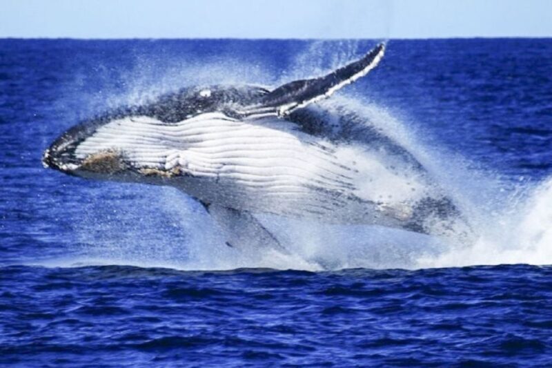 Brisbane: Whale Watching Cruise with Lunch - FAQs