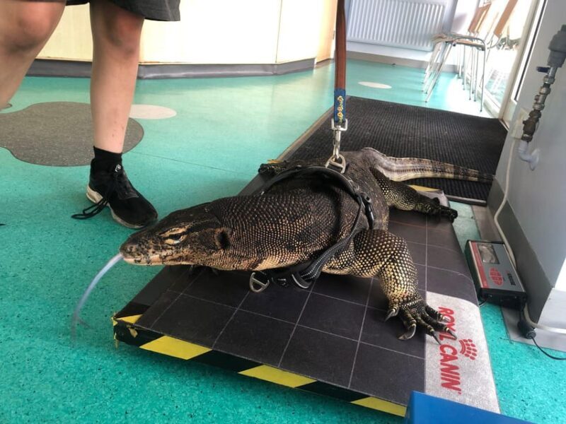 Bristol: Big Lizard Keeper for Two People - Exploring the Reptile Experience