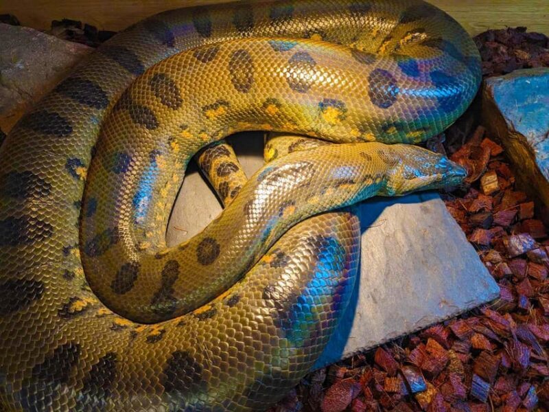 Bristol: Big Snake Experience for Two People - Practical Details and Tips