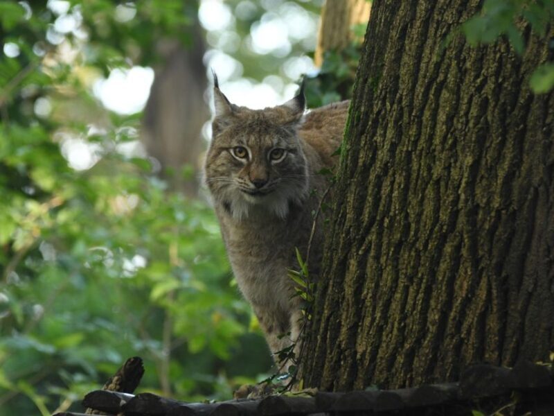 Bristol: Bristol Zoo Project Entry Ticket - Practical Details and Visitor Experience