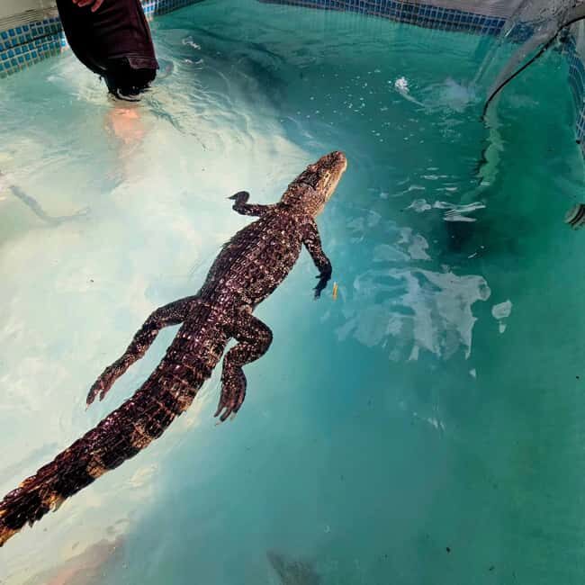Bristol: Crocodile Swimming Experience coffee and cake - The Sum Up
