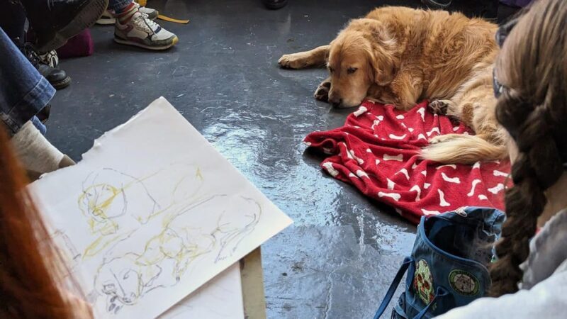 Bristol: Dog Life Drawing led by local Artist Cai Burton - Key Points