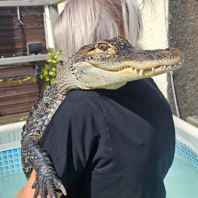 Bristol: Swimming with Crocodiles and Lunch x4 - Final Thoughts