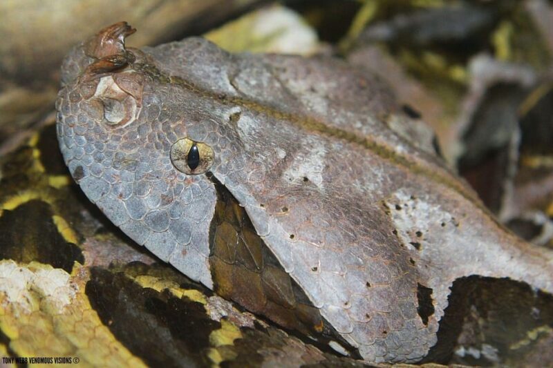 Bristol: Venomous Snake Tour w/ Guide & Croc Photo - Final Thoughts: Is It Worth It?