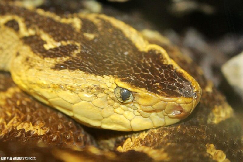 Bristol: Venomous Snake Tour w/ Guide & Croc Photo - FAQ