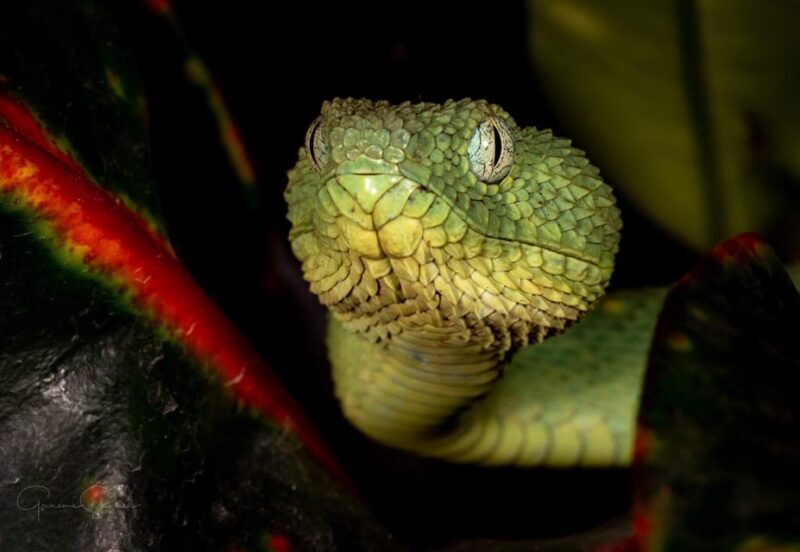 Bristol: Venomous Snake Tour with Reptile Photo - Introduction