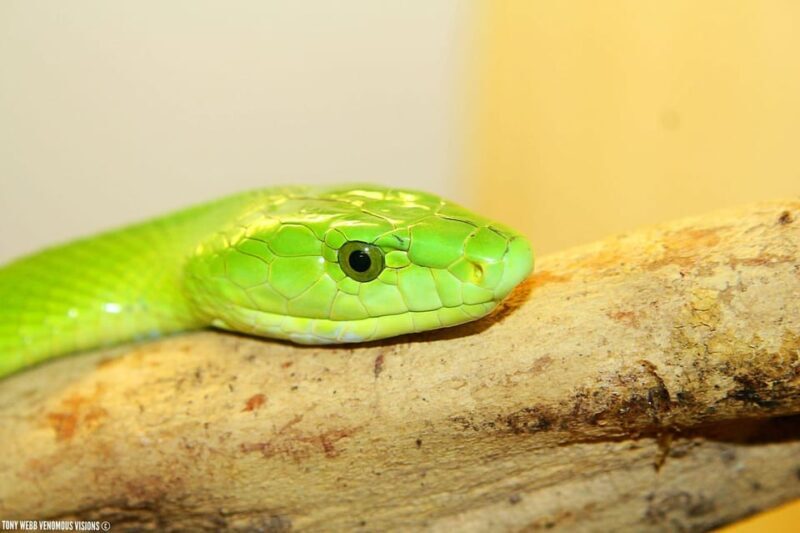 Bristol: Venomous Snake Tour with Reptile Photo - Key Points
