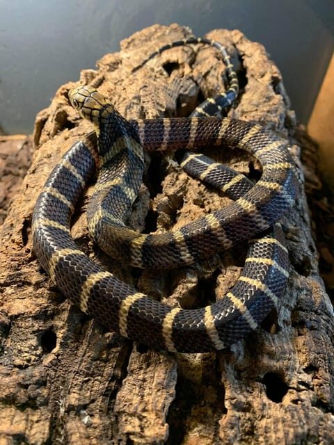 Bristol: Venomous Snake Tour with Reptile Photo - FAQ