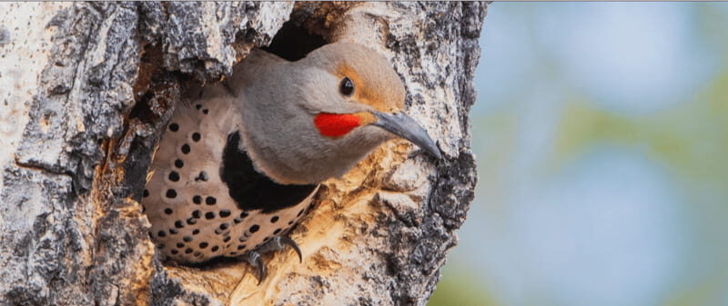 British Columbia: Bird Watching and Photography Tour - An In-Depth Look at the British Columbia Bird Watching Tour