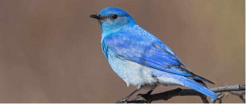 British Columbia: Bird Watching and Photography Tour - The Bottom Line