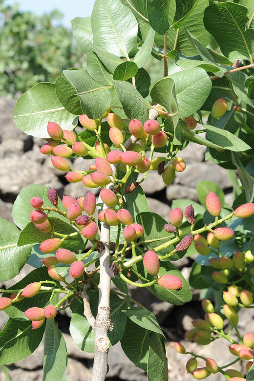 Bronte: Tour e degustazione nelle piantagioni di pistacchi - Discovering Sicily’s Green Treasure: A Tour of Bronte’s Pistachio Plantations