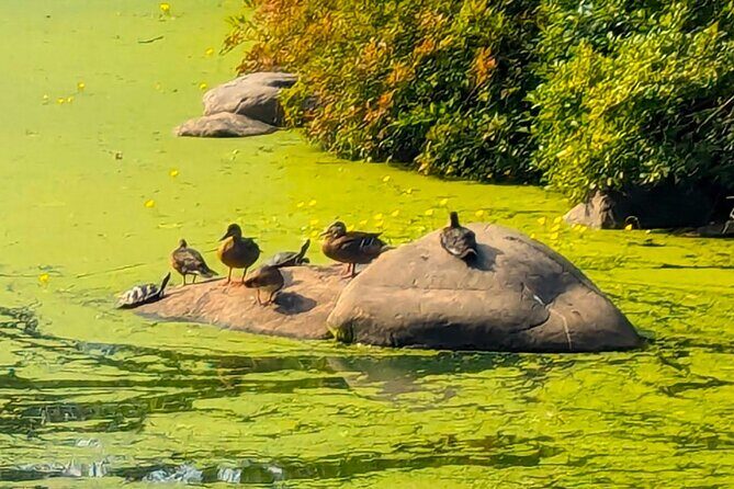 Brooklyns Oasis: Audio Guide to Prospect Park - FAQ