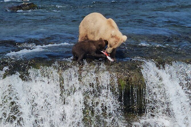Brooks Falls Bear Viewing - An In-Depth Look at the Brooks Falls Bear Viewing Experience