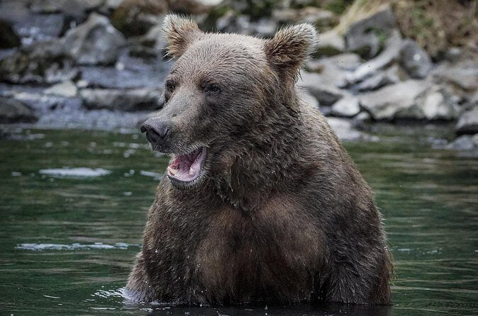 Brooks Falls Bear Viewing - Who Should Consider This Tour?