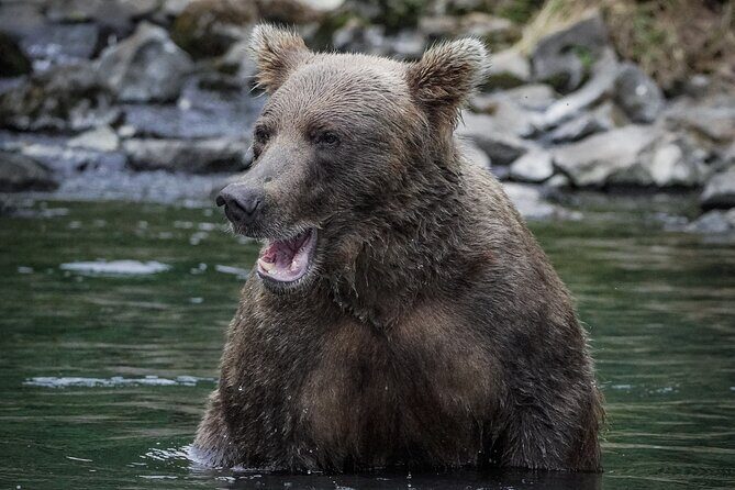 Brooks Falls Bear Viewing - FAQs