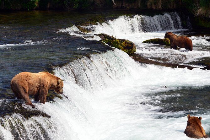 Brooks Falls Katmai Bear Viewing in a Float Plane - Visiting Brooks Camp: Safety and Educational Briefings
