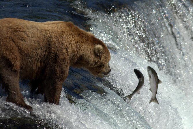 Brooks Falls Katmai Bear Viewing in a Float Plane - The Return: Scenic Flight Back to Homer