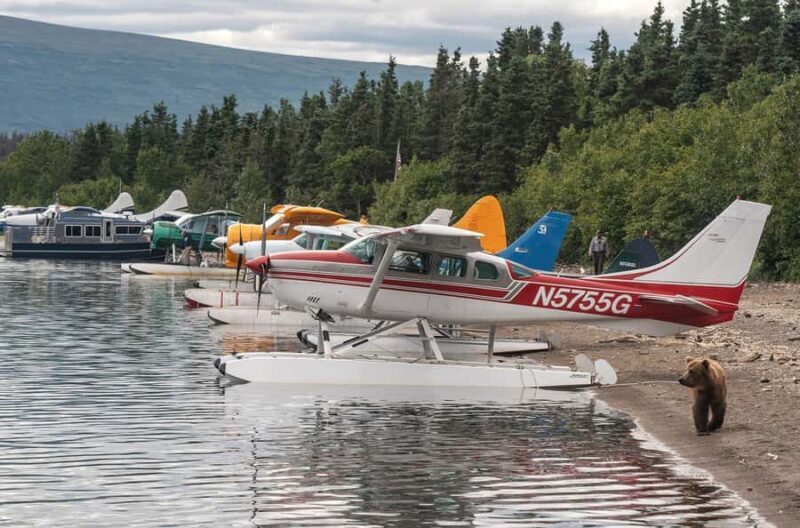 Brooks Falls: Katmai National Park Bear View by Floatplane - Starting Point and Booking
