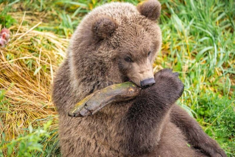 Brooks Falls: Katmai National Park Bear View by Floatplane - Wildlife Behavior and Photography Opportunities