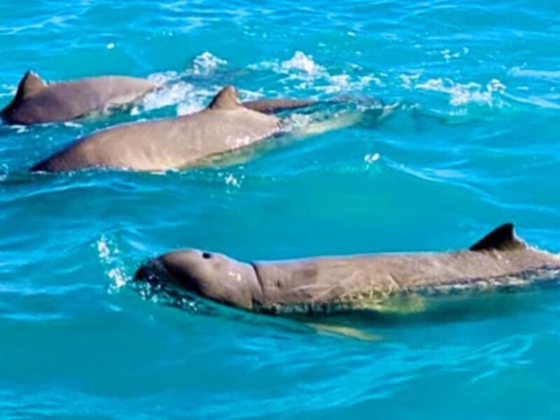 BROOME: Eco Cruise -With Beer, Wine and Gourmet Platters - An Honest Look at the Broome Eco Cruise Experience