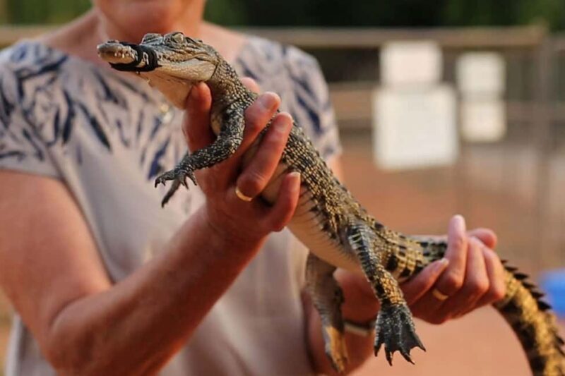Broome: Malcolm Douglas Crocodile Park Tour with Transfers - In-Depth Breakdown of the Experience