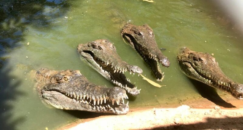 Broome: Malcolm Douglas Crocodile Park Tour with Transfers - The Sum Up