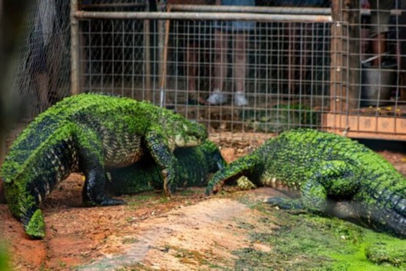 Broome: Malcolm Douglas Crocodile Park Tour with Transfers - FAQ