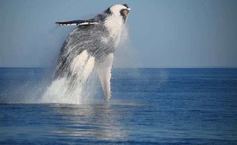 Broome Sunset & Whale Watching Cruise - Key Points