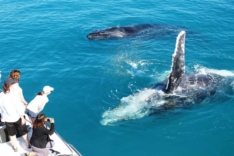 Broome: Whale Watching & Sunset Cruise - Key Points