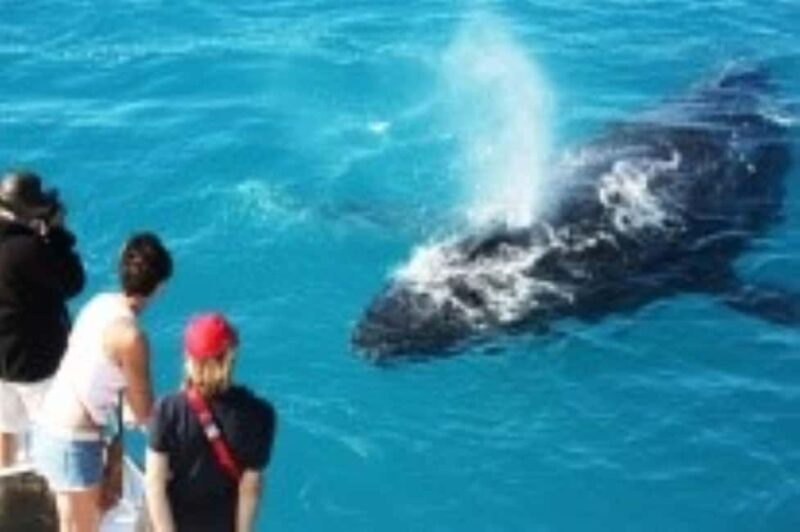 Broome: Whale Watching & Sunset Cruise - Who Should Book This Tour?