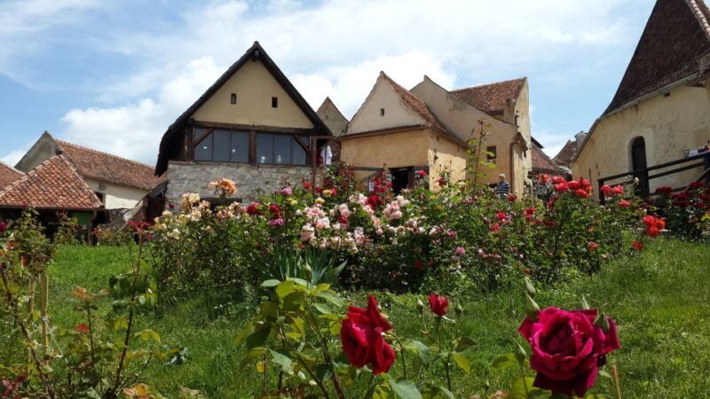Brown Bear Sanctuary, Bran Castle & Rasnov Fortress Day Tour - Brown Bear Sanctuary, Bran Castle & Rasnov Fortress Day Tour – A Full-Day Adventure in Transylvania
