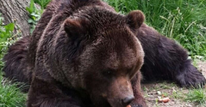 Brown Bear Sanctuary, Bran Castle & Rasnov Fortress Day Tour - Transportation and Group Size – Making Your Day Comfortable
