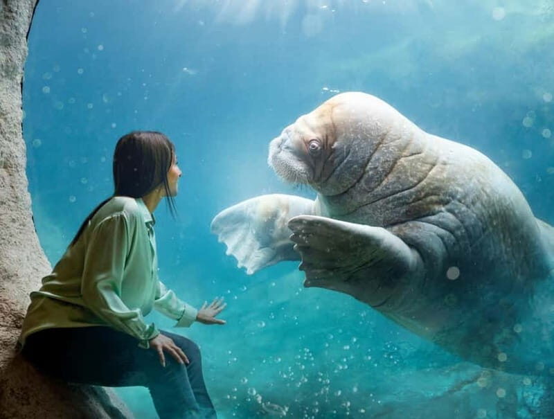 Brugelette: Pairi Daiza Zoo Entry Ticket - An Introduction to Pairi Daiza: A World in One Day