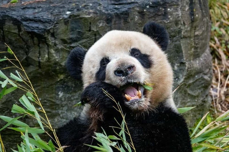 Brugelette: Pairi Daiza Zoo Entry Ticket - Authentic Experiences and What Travelers Say