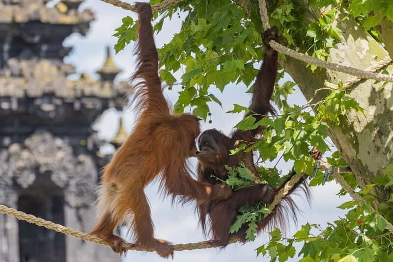 Brugelette: Pairi Daiza Zoo Entry Ticket - The Sum Up: Is Pairi Daiza Worth Your Time?