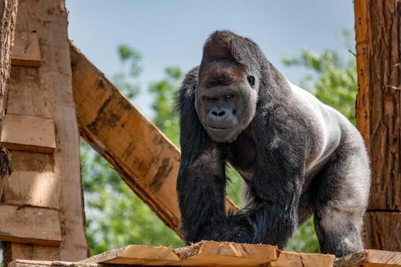 Brugelette: Pairi Daiza Zoo Entry Ticket - FAQ About Pairi Daiza