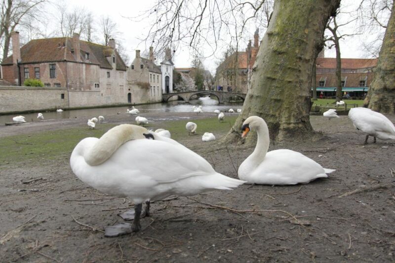 Bruges: Private Interactive Trivia City Tour - Key Points