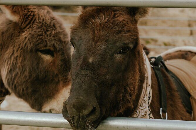 Brunch with Mini Rescue Burros in Southern California - Food and Drink: More Than Just a Snack