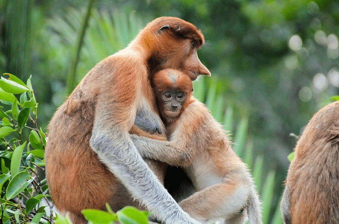 Brunei Mangrove River Safari - Who Should Book This Tour?