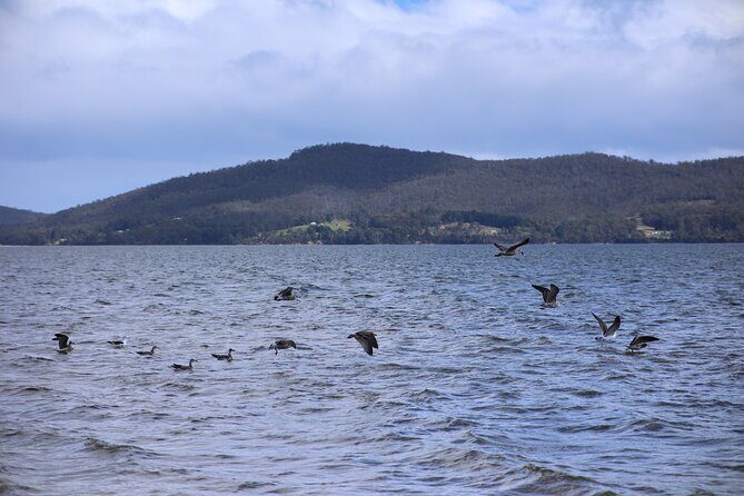 Bruny Island Small-Group Guided Tour From Hobart - Final Thoughts