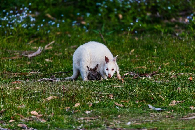 Bruny Island Traveller - Gourmet Tasting and Sightseeing Day Trip from Hobart - FAQ