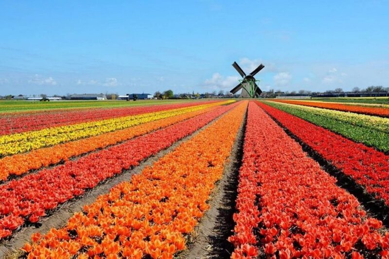 Brussels: Keukenhof, Tulips, and Delft Day Trip - An Honest Look at the Brussels: Keukenhof, Tulips, and Delft Day Trip