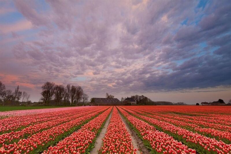 Brussels: Keukenhof, Tulips, and Delft Day Trip - Breaking Down the Itinerary
