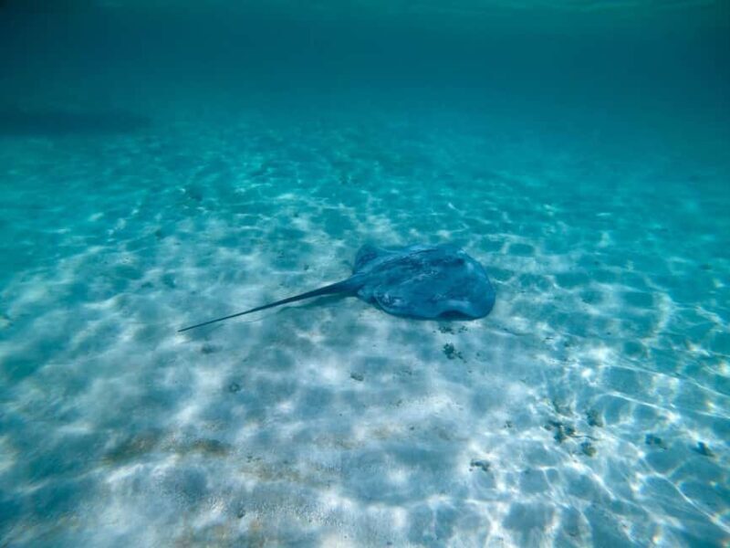 Buccoo Reef and Nylon Pool Adventure - The Experience: What Travelers Say