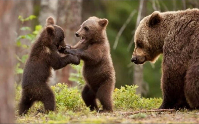 Bucharest: Bears Safari on Top Gear Road Transfagarasan - Key Points