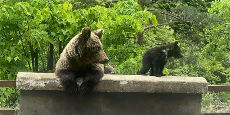 Bucharest: Bears Safari on Top Gear Road Transfagarasan - Transportation, Timing, and Group Size