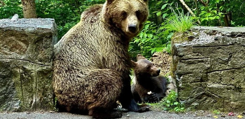 Bucharest: Bears Safari on Top Gear Road Transfagarasan - The Sum Up