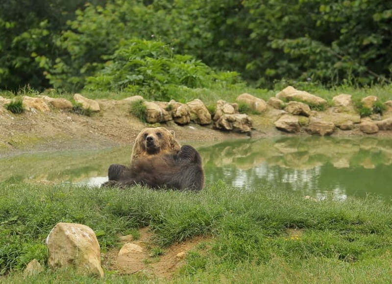 Bucharest: Day Trip to Bear Sanctuary, Bran Castle & Brasov - A Practical Guide to the Bucharest: Day Trip to Bear Sanctuary, Bran Castle & Brasov