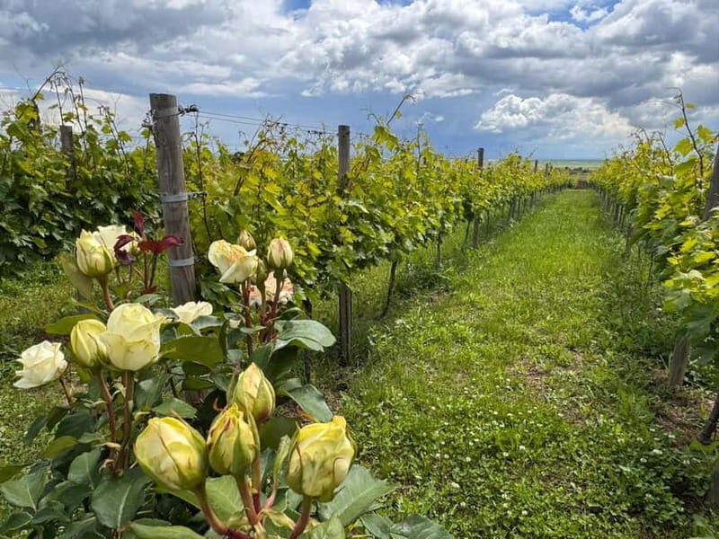 Bucharest: Half-Day Tour of Dealu Mare Wineries - Exploring the Dealu Mare Wineries: A Reviewer’s Perspective